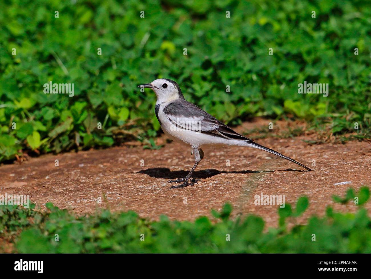 Female white wagtail hi-res stock photography and images - Alamy