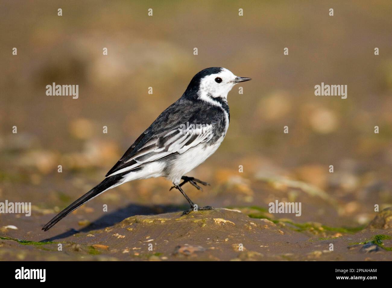 Wagtail, wagtails, songbirds, animals, birds, White Wagtail (Motacilla ...