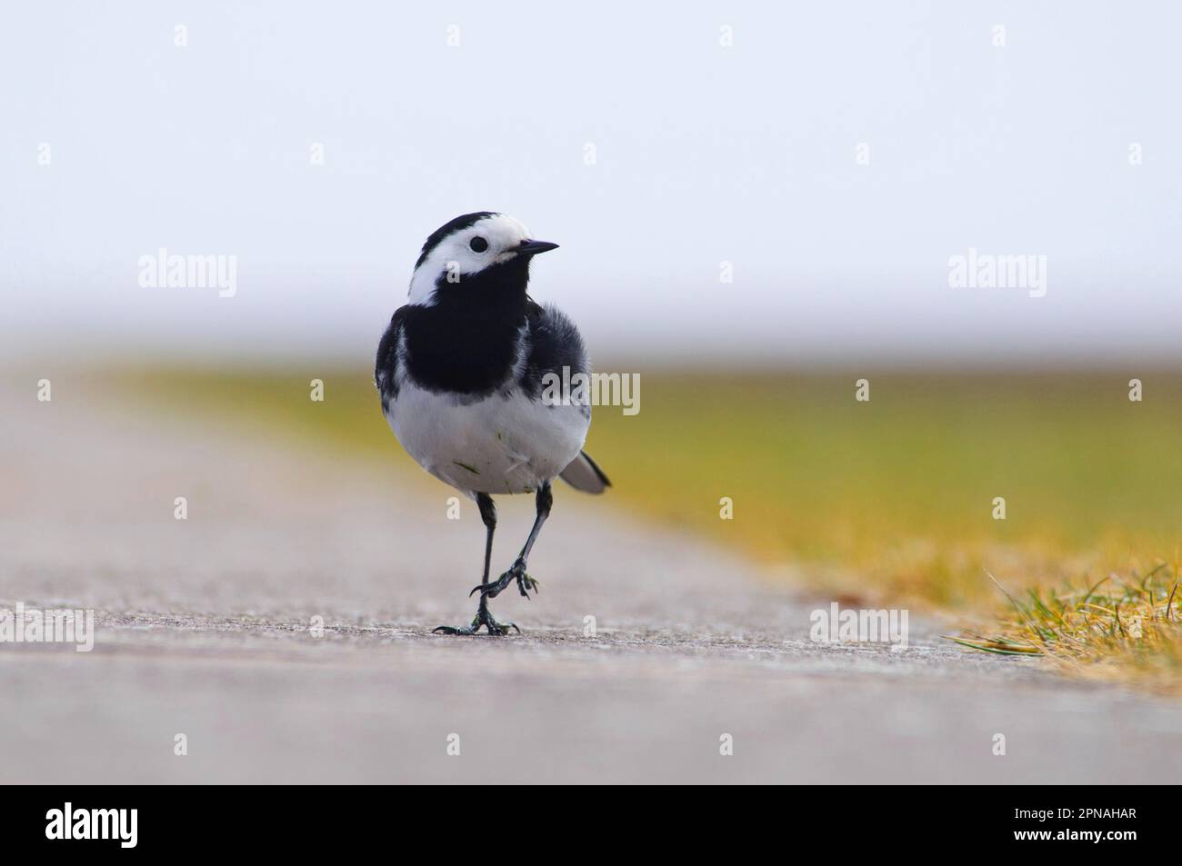Pied Wagtail, Pied Wagtails, Songbirds, Animals, Birds, Pied Wagtail ...