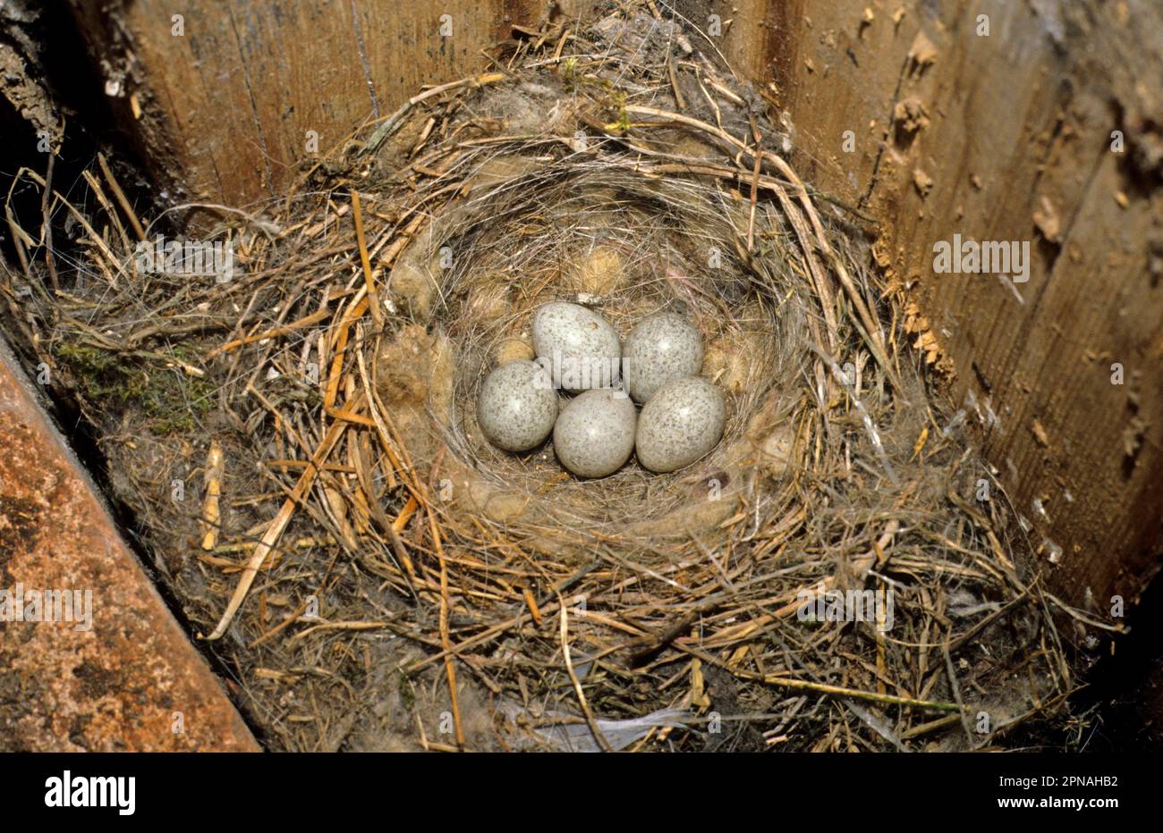 Pied Wagtail, Pied Wagtails, Pied Wagtails, songbirds, animals, birds ...