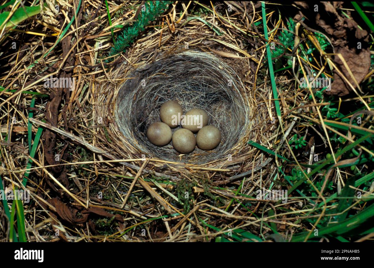 Western yellow wagtail (Motacilla flava), Meadow Wagtails, Wagtails ...