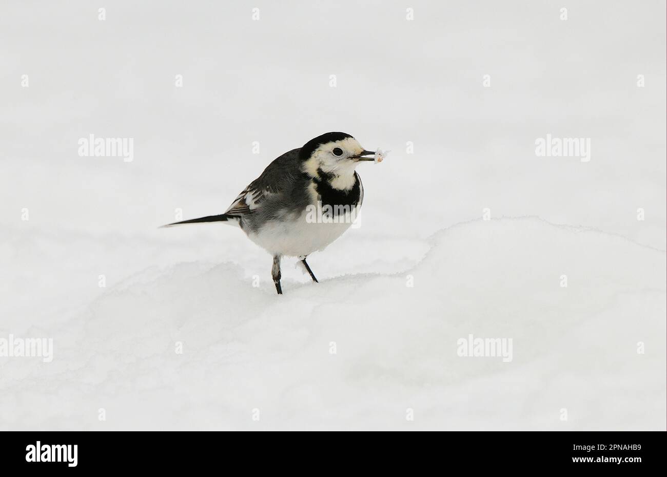 Pied Wagtail, Pied Wagtails, songbirds, animals, birds, Pied Wagtail ...