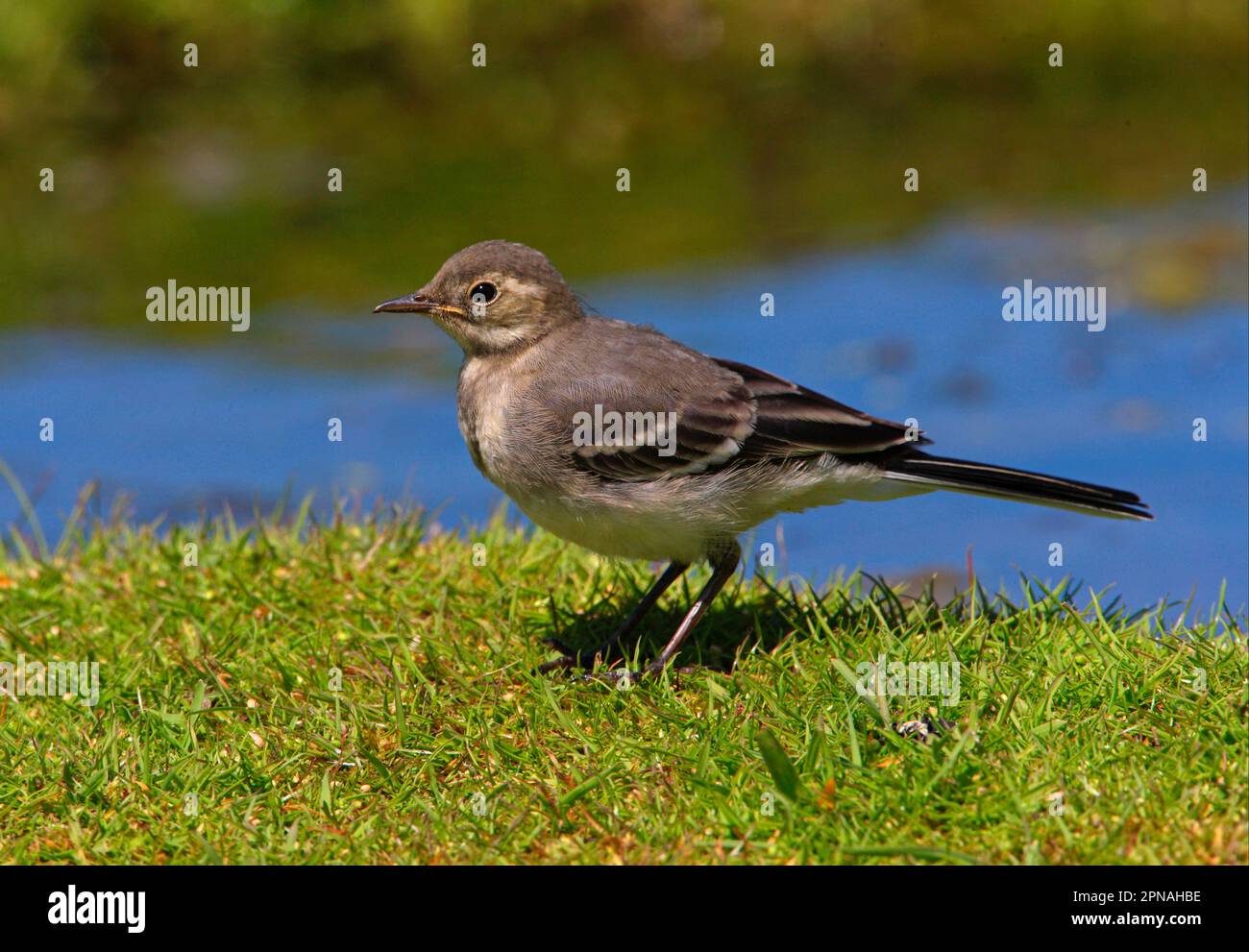 Pied Wagtail, Pied Wagtails, songbirds, animals, birds, Pied Wagtail ...