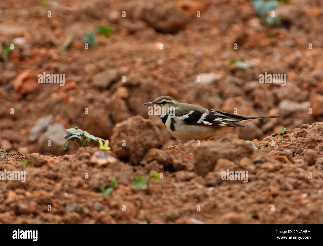 Forest Wagtail (Dendronanthus indicus) adult, foraging in arable field ...