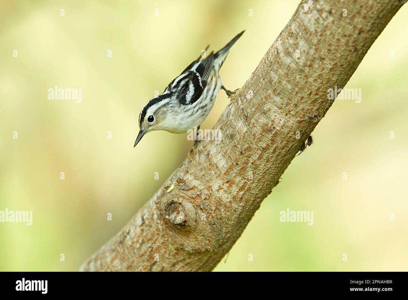 Black-and-white warbler (Mniotilta varia), songbirds, animals, birds ...
