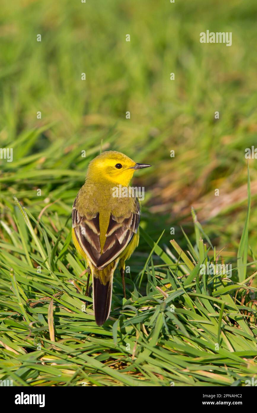 Western yellow wagtail (Motacilla flava), meadow wagtails, wagtails ...