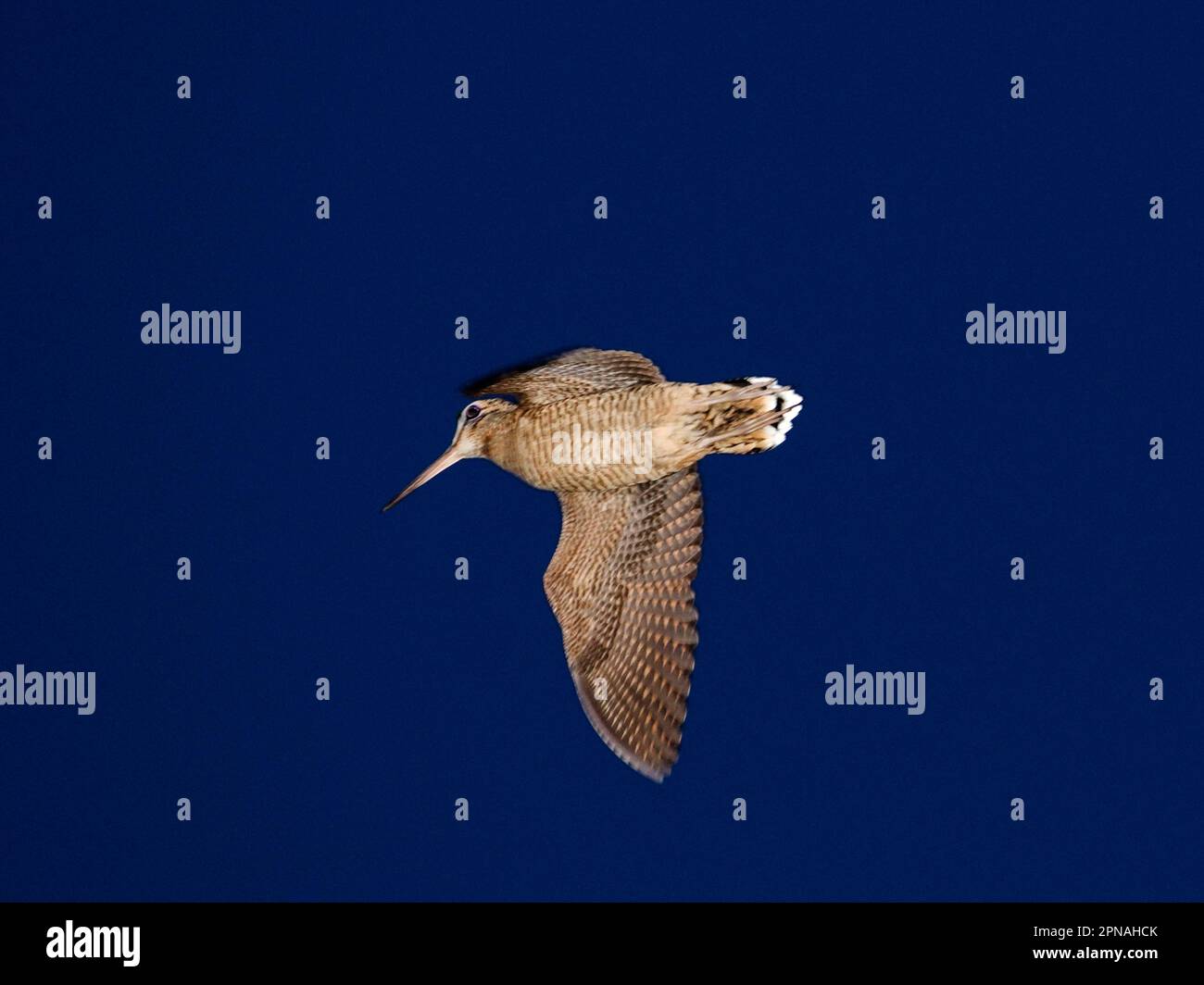 Eurasian Woodcock (Scolopax rusticola) adult, in roding flight over ...
