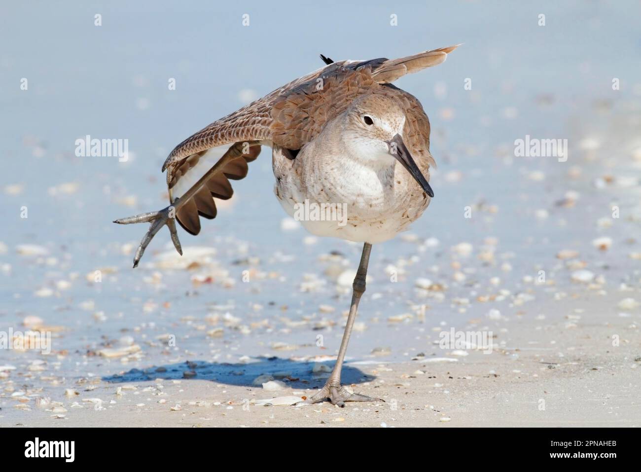 Willet (Catoptrophorus semipalmatus) adult, non-breeding plumage ...