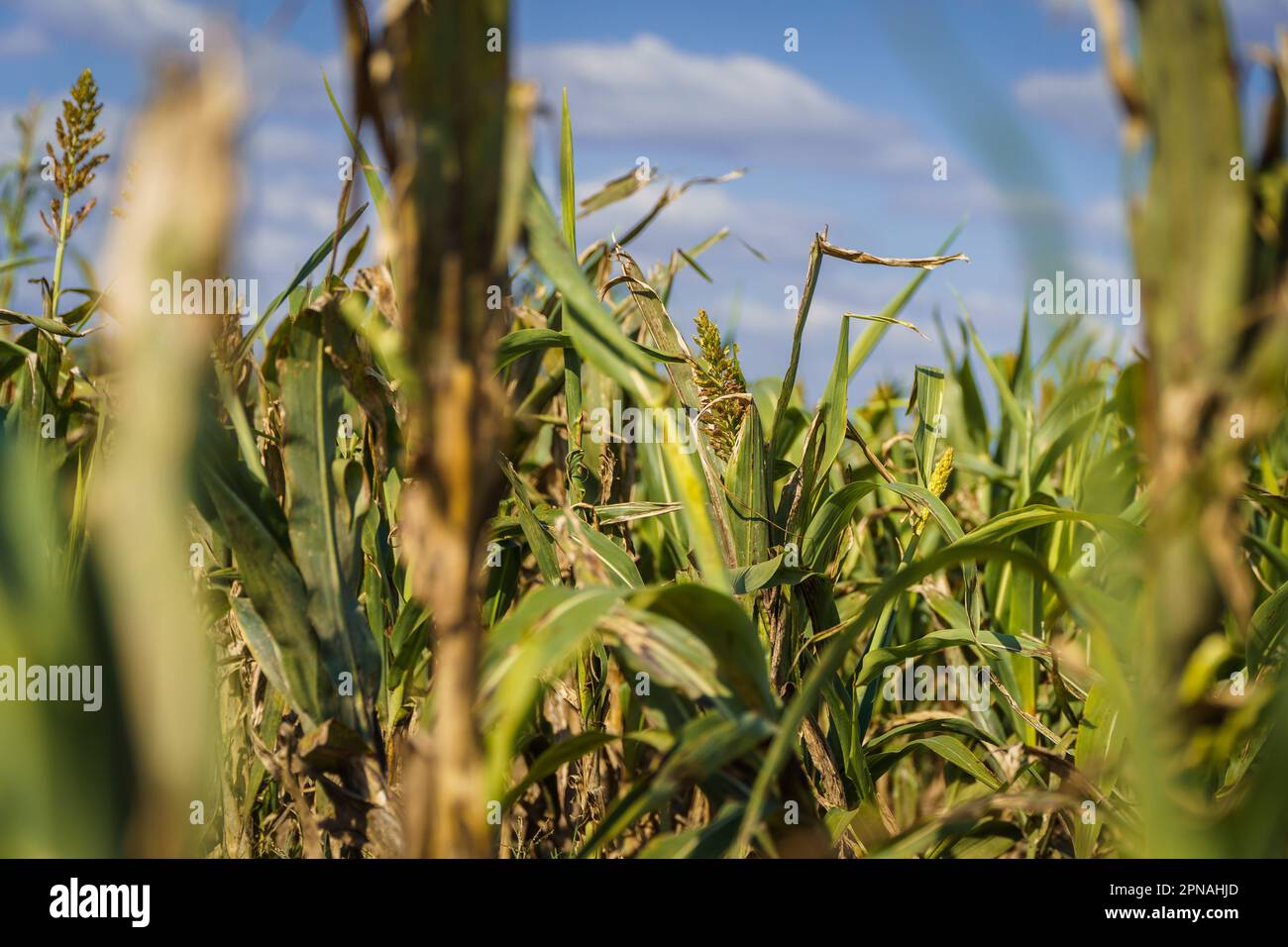 Firmat, Argentina. 17th Apr, 2023. A corn field near Firmat, Santa Fe ...