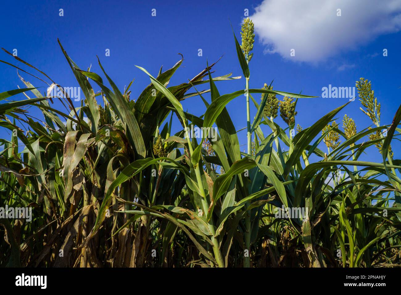 Firmat, Argentina. 17th Apr, 2023. A corn field near Firmat, Santa Fe ...
