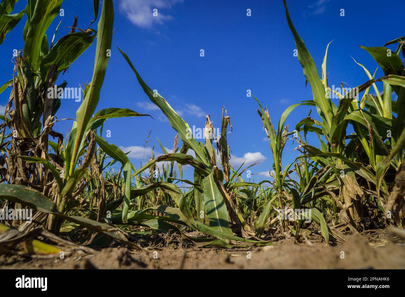 Firmat, Argentina. 17th Apr, 2023. A corn field near Firmat, Santa Fe ...