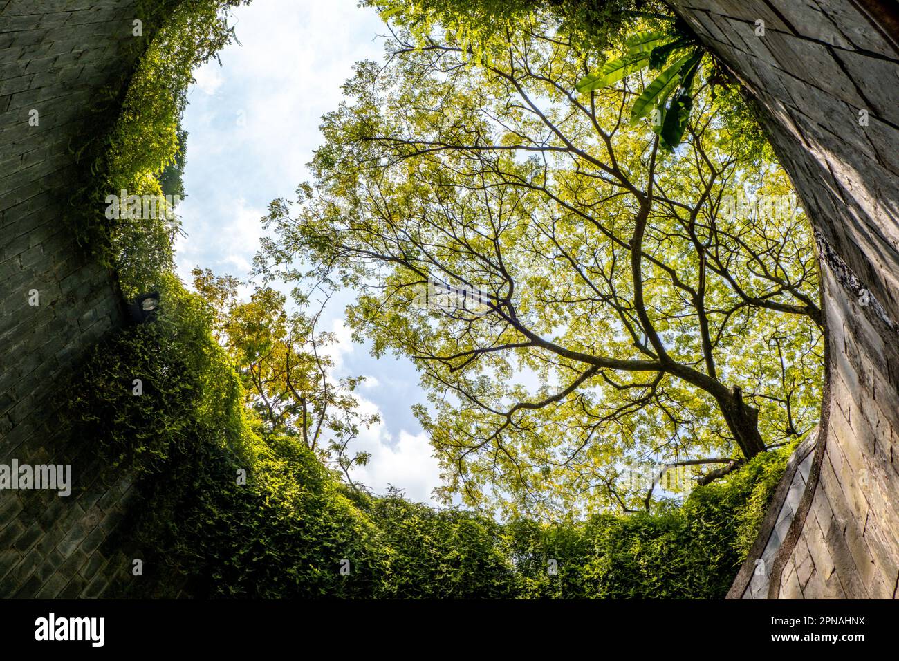 Tree tunnel at Fort Canning Park in Singapore Stock Photo - Alamy