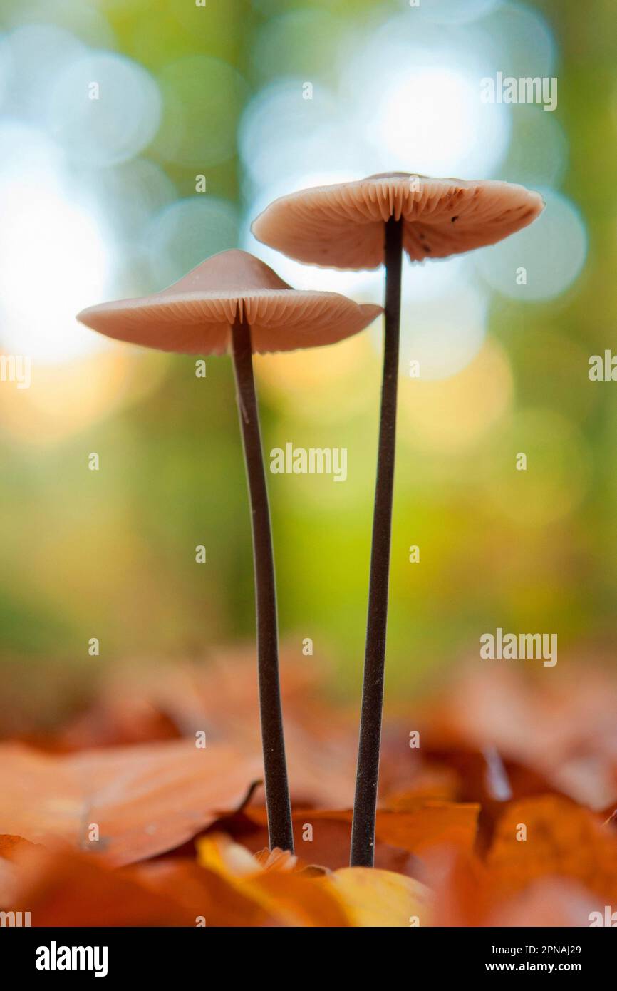 Windling hi-res stock photography and images - Alamy