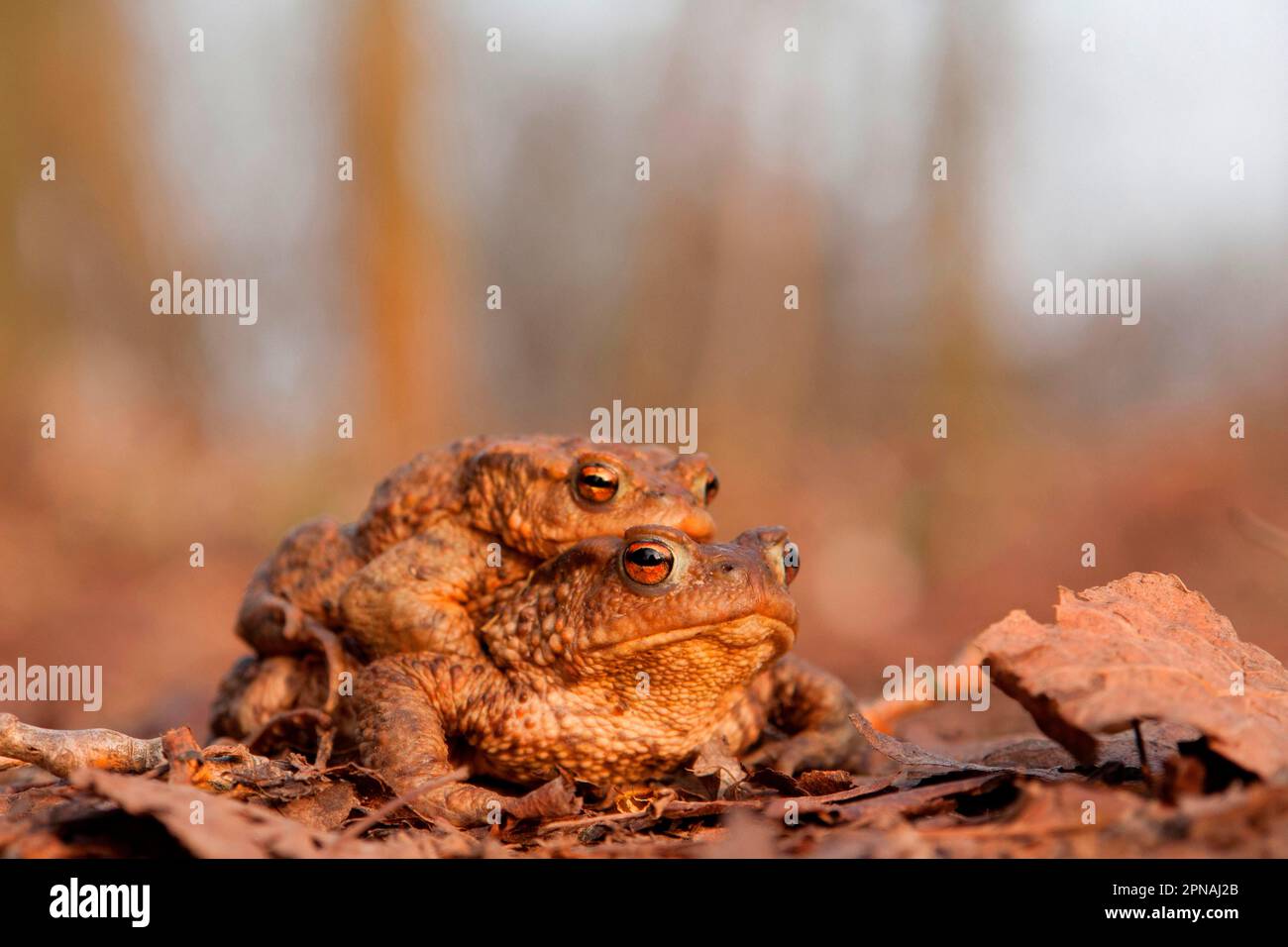 Mature toads hi-res stock photography and images - Alamy