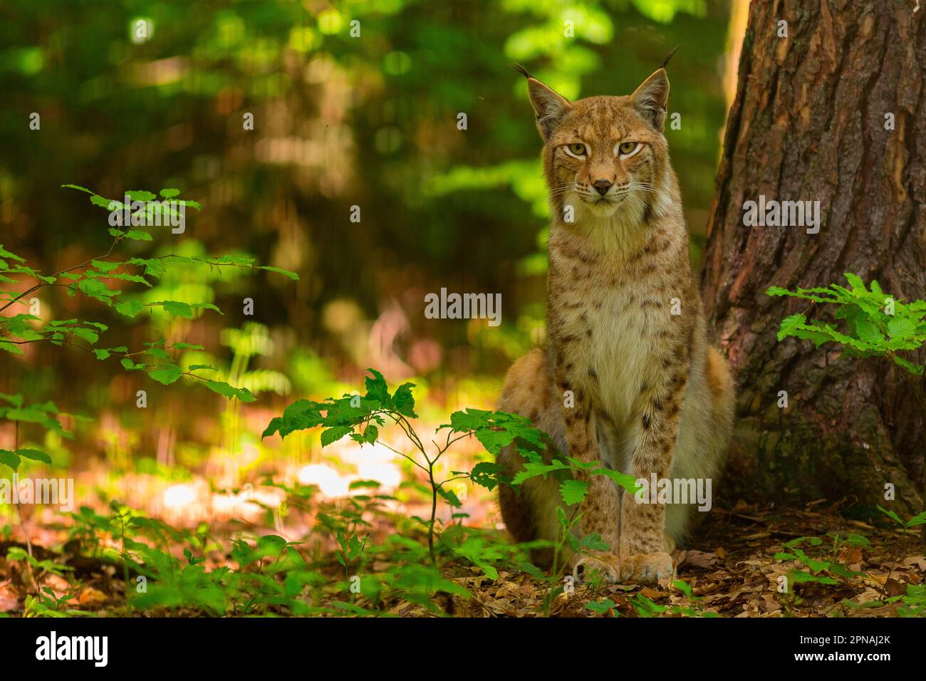 Eurasian lynx adult animal hi-res stock photography and images - Alamy
