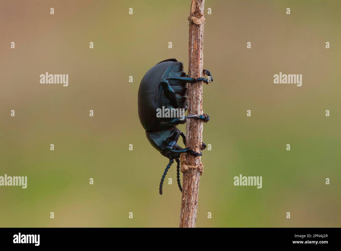 Black darkling beetle hi-res stock photography and images - Alamy
