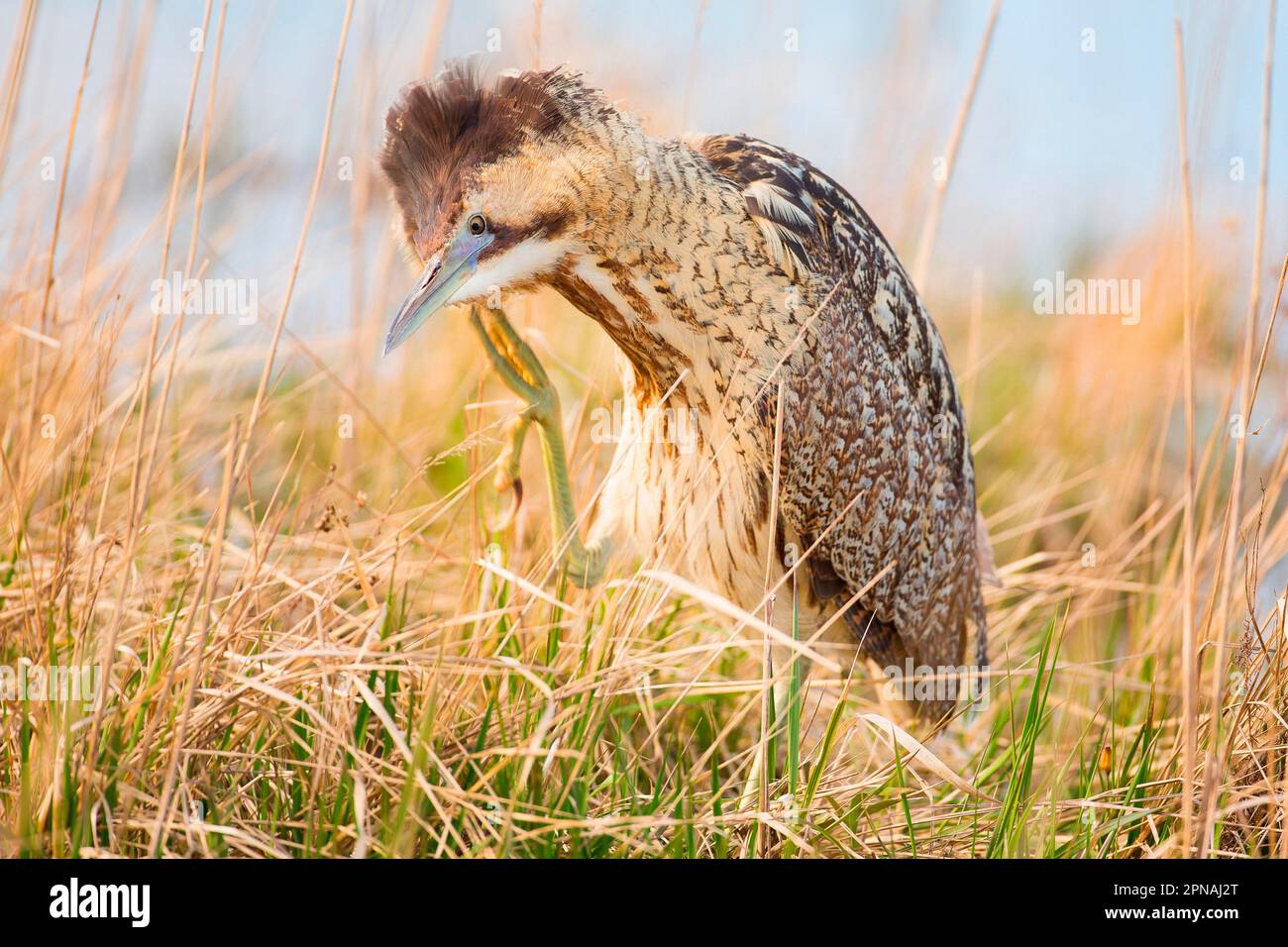 Bittern heron hi-res stock photography and images - Alamy