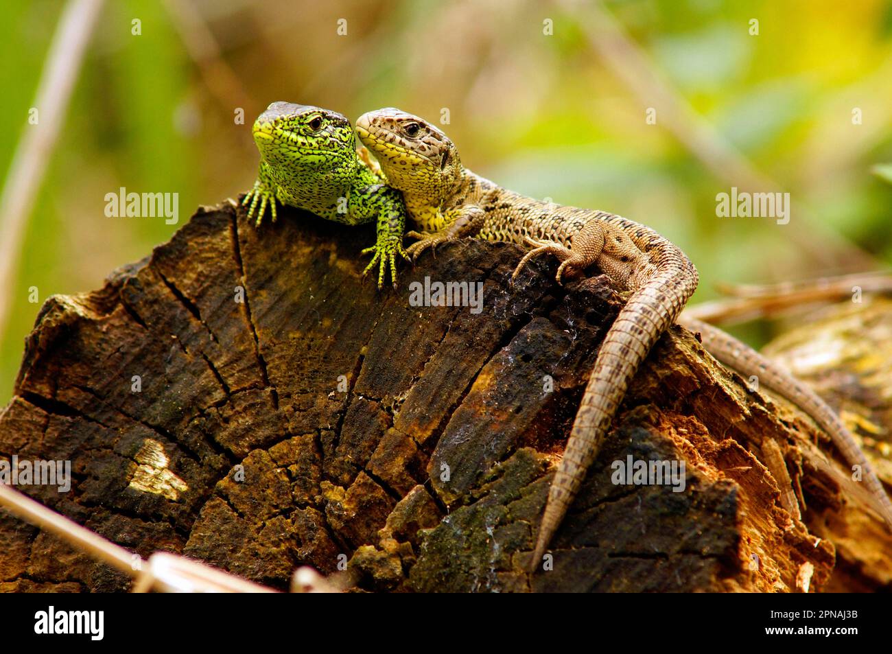 Sand lizards, pair Stock Photo - Alamy