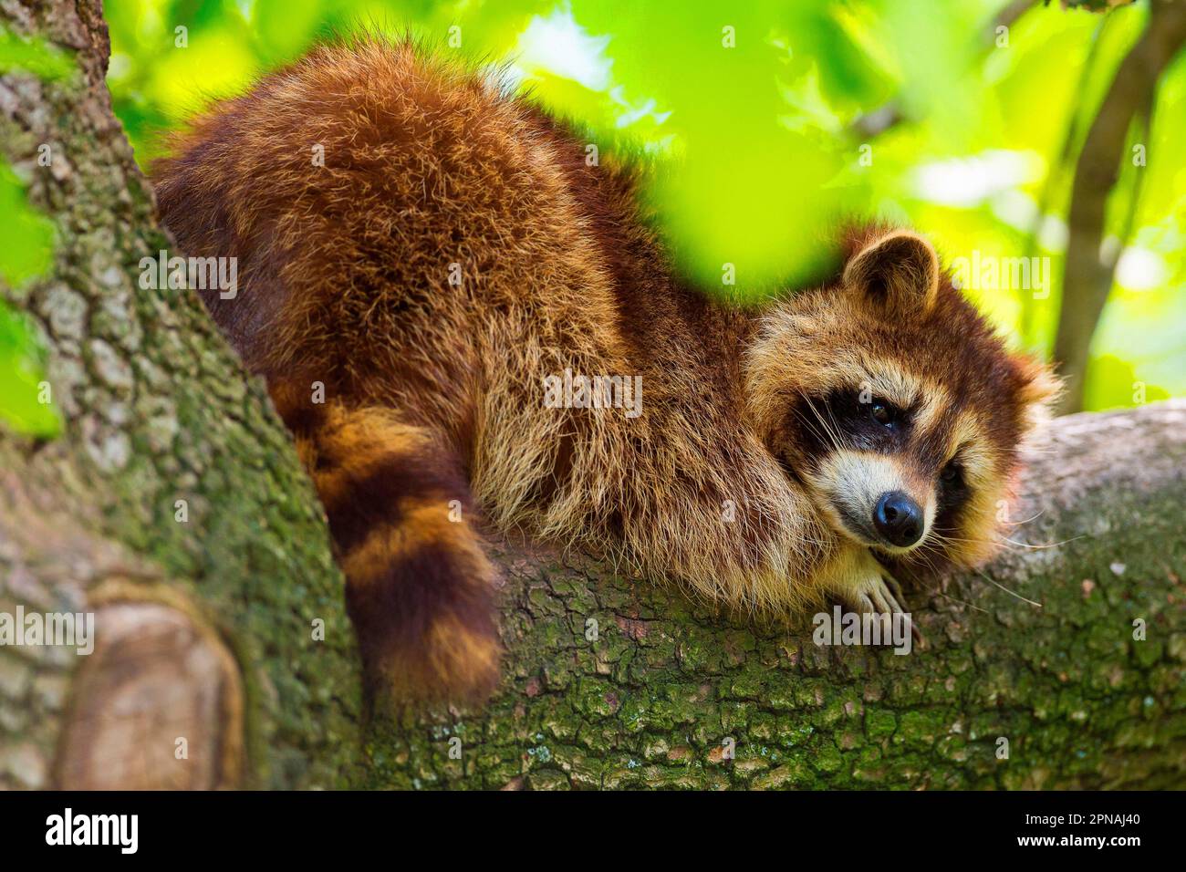Outdoor raccoon hi-res stock photography and images - Alamy