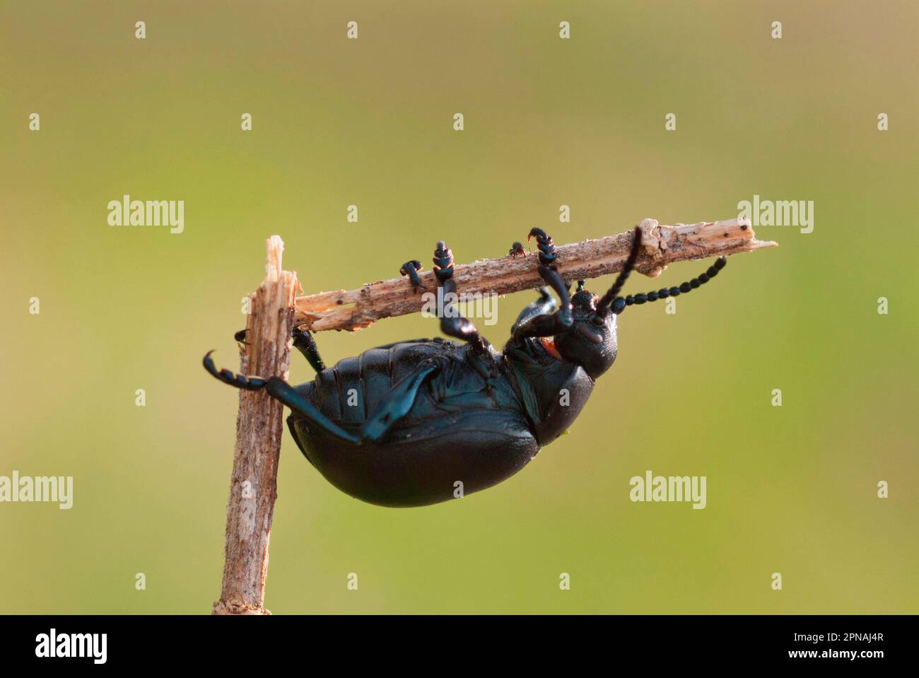 Black darkling beetle hi-res stock photography and images - Alamy