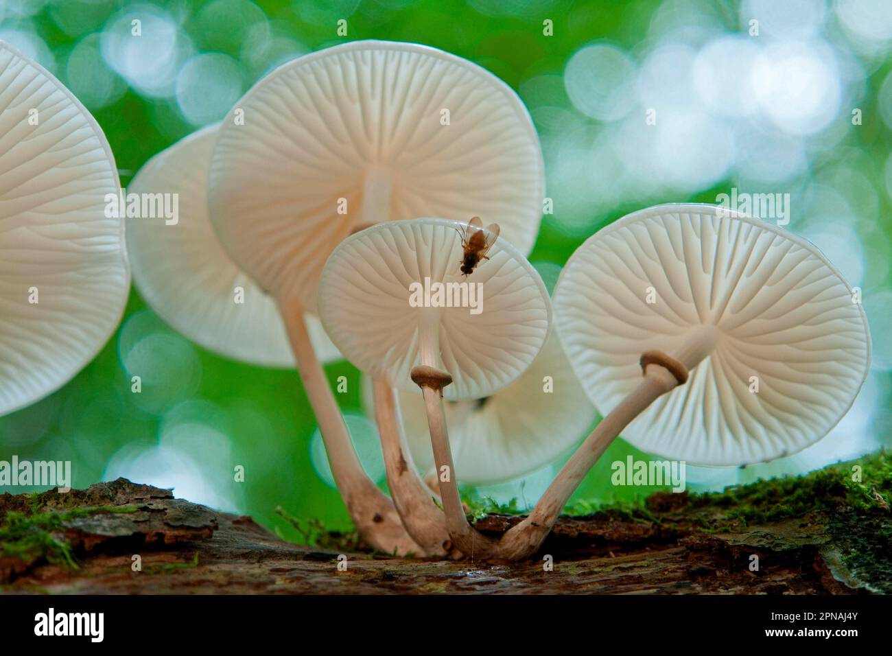 Ruffle mushroom hi-res stock photography and images - Alamy