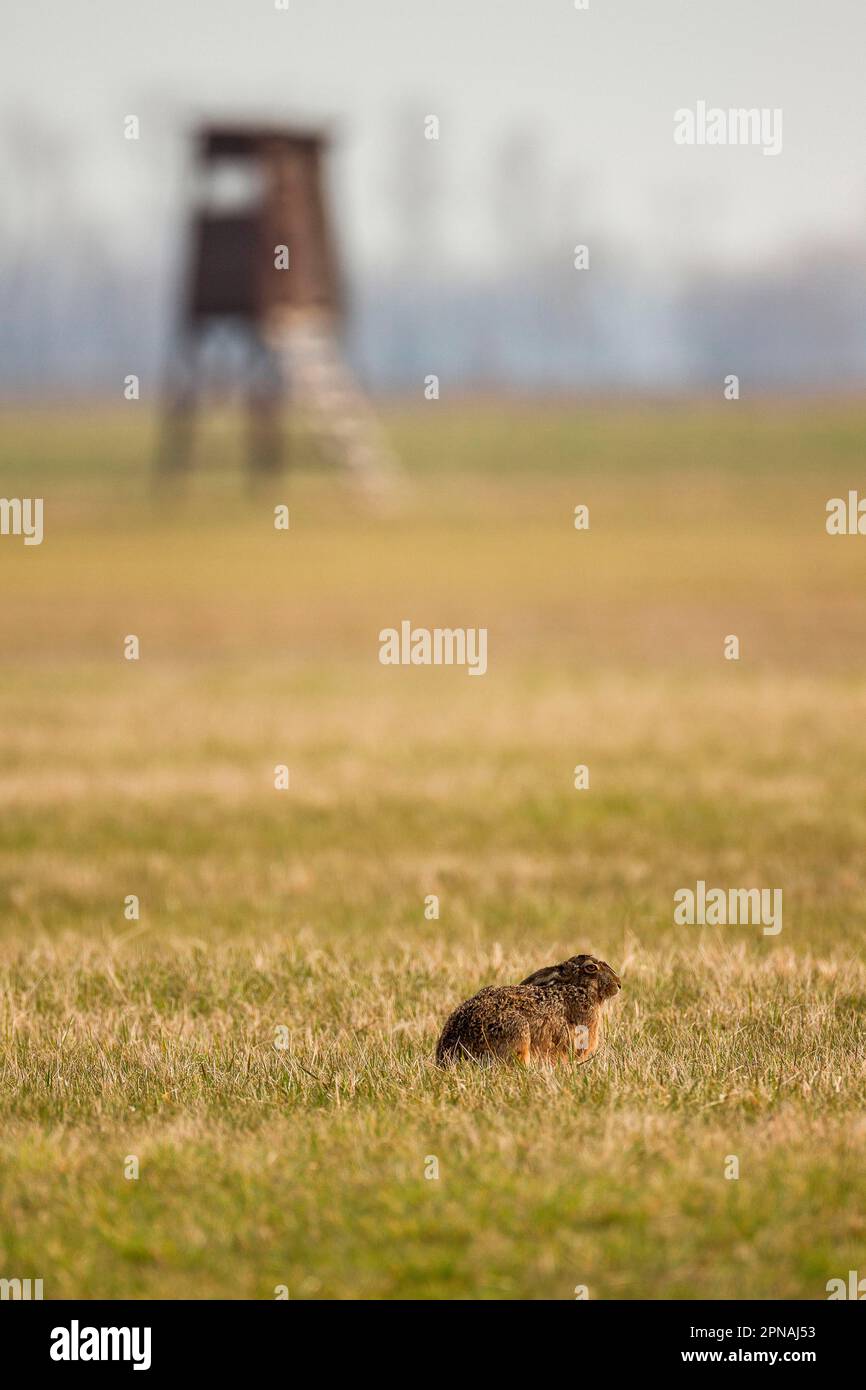 European hare, raised hide Stock Photo - Alamy