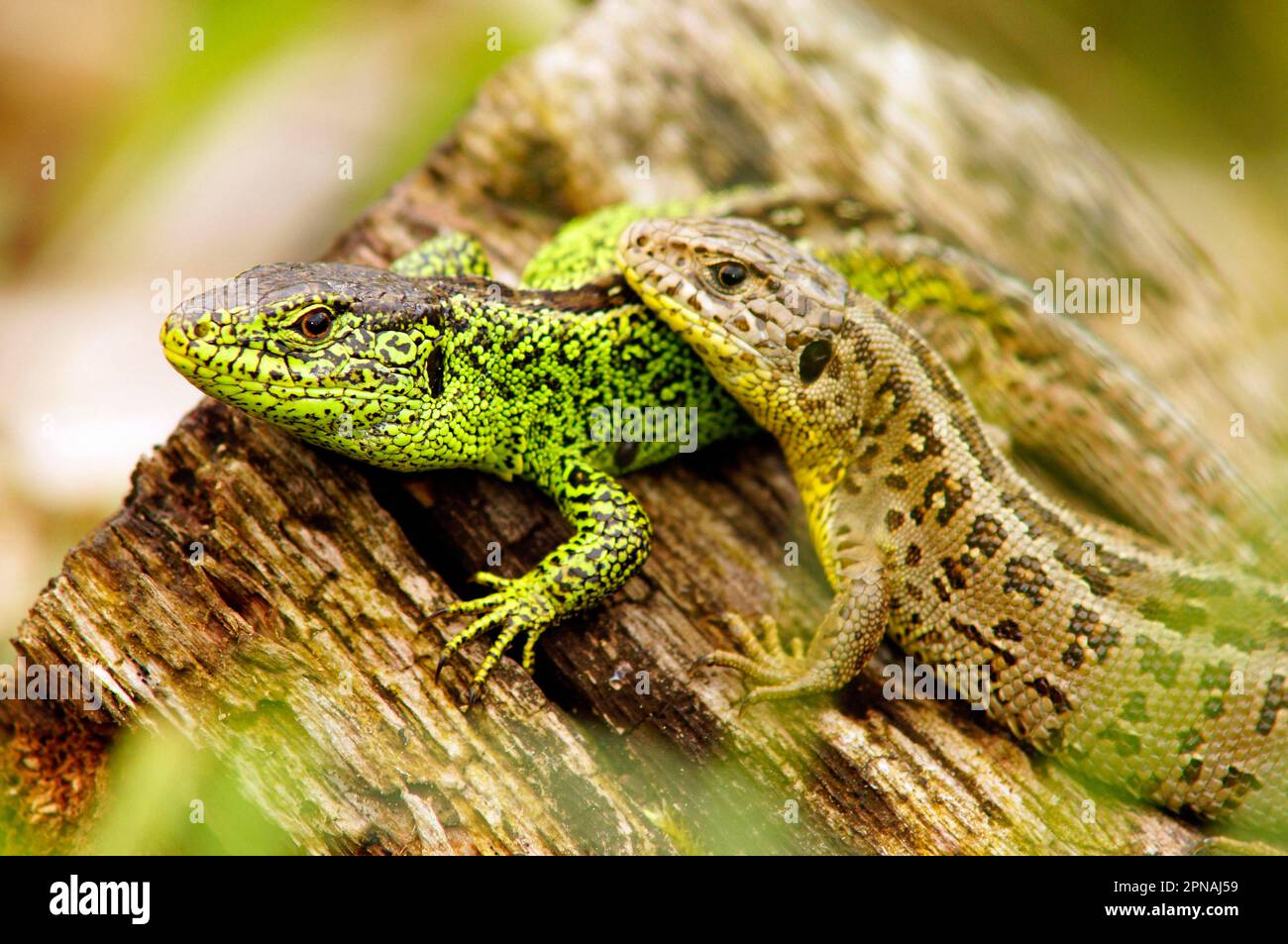 Sand lizards, pair Stock Photo - Alamy