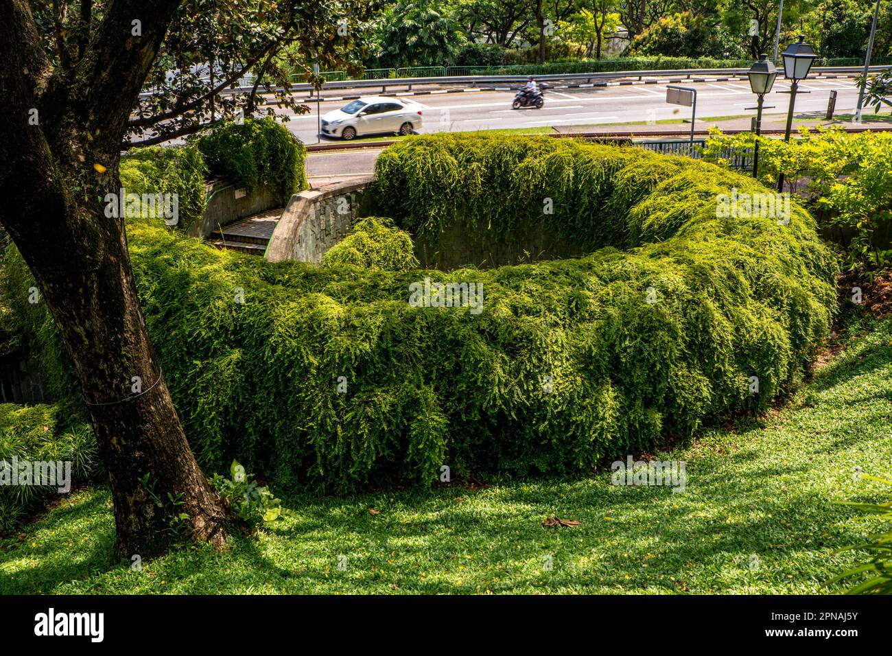 Tree tunnel at Fort Canning Park in Singapore Stock Photo - Alamy