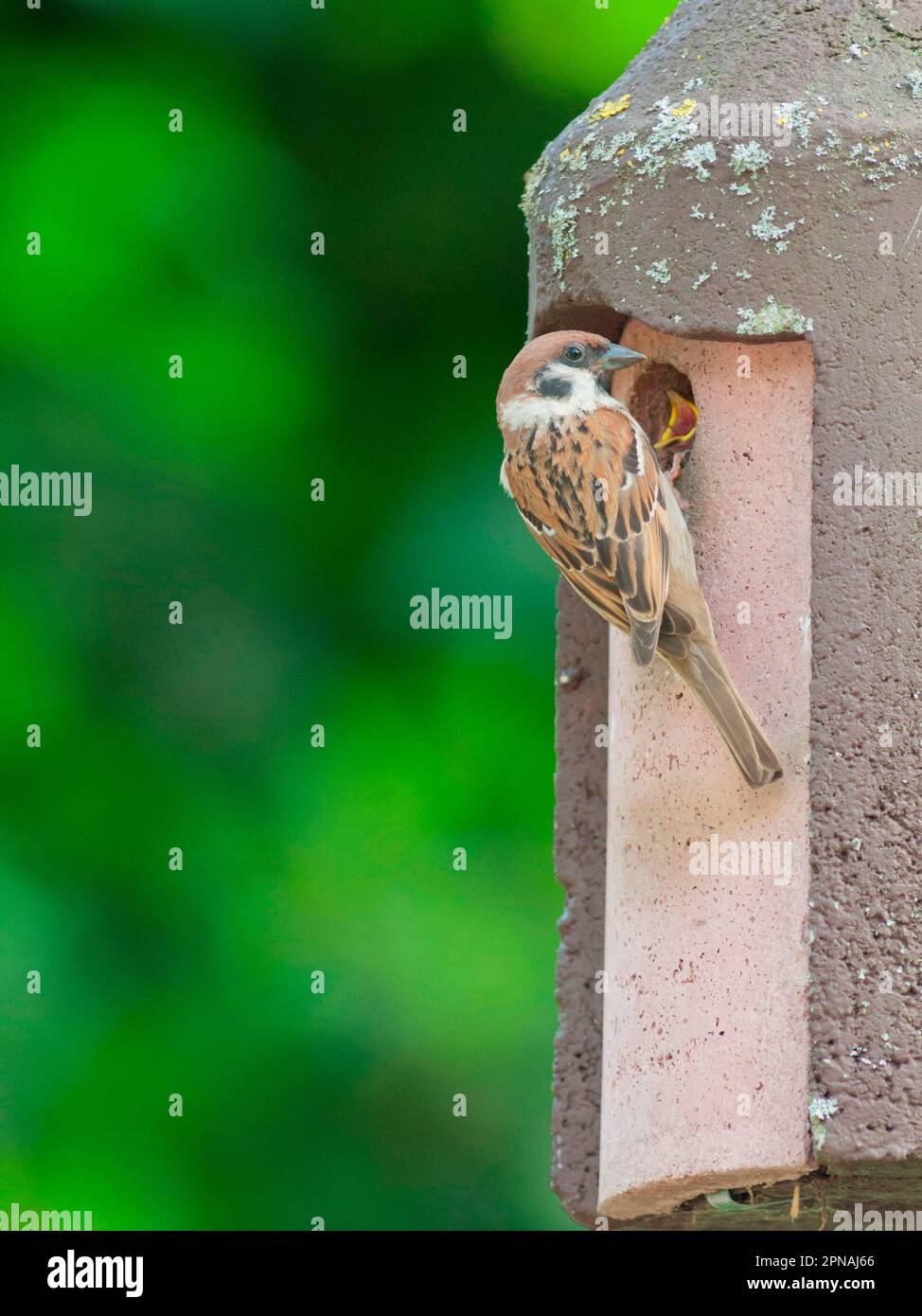 Tree sparrows at the nest box Stock Photo - Alamy