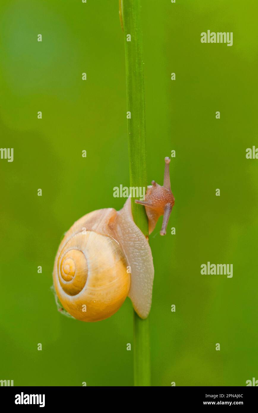 Ribbon snail, yellow morph Stock Photo - Alamy