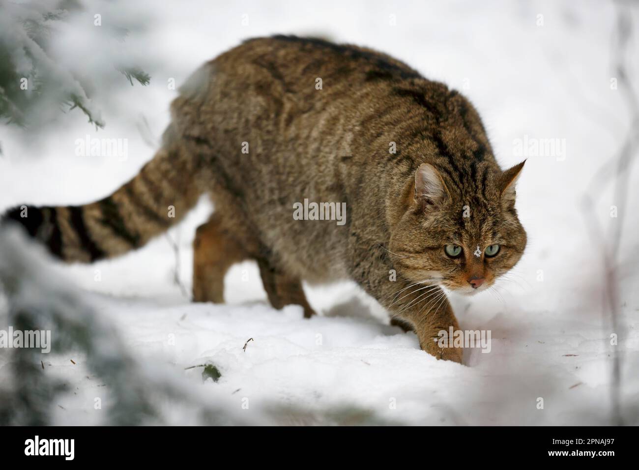 Wildcat (Felis silvestris), National Park, captive, winter, Germany ...