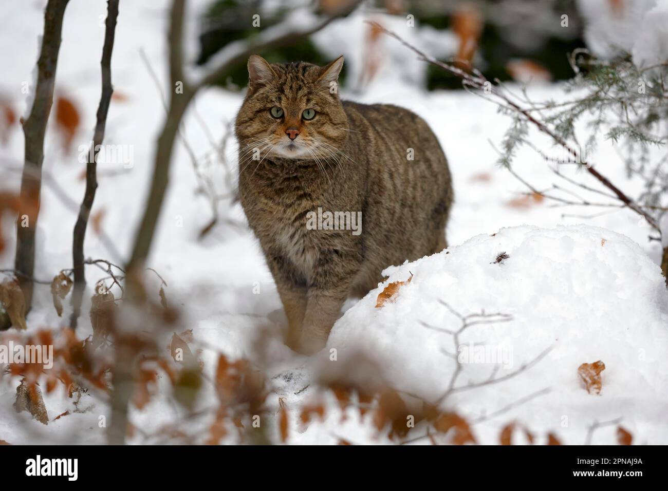 Wildcat (Felis silvestris), National Park, captive, winter, Germany ...