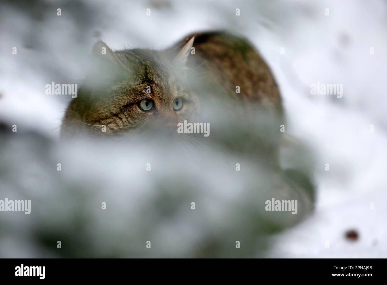 Wildcat (Felis silvestris), National Park, captive, winter, Germany ...