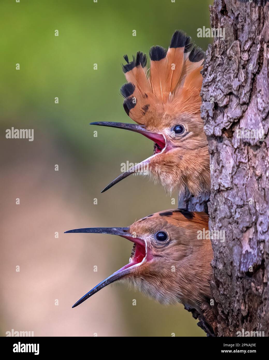 Hoopoe (Upupa epops) two begging young birds for food, fledged, looking ...