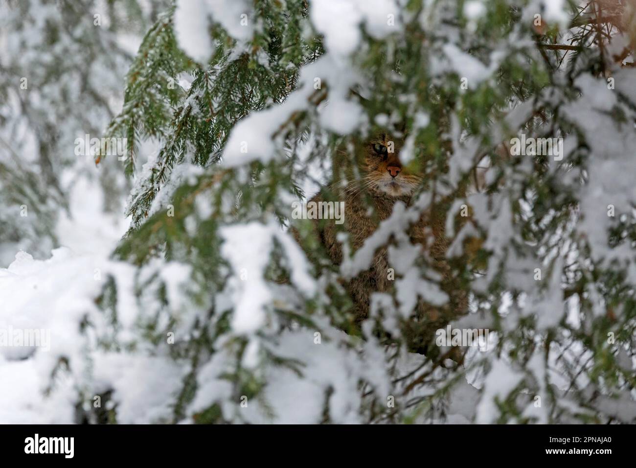 Wildcat (Felis silvestris), National Park, captive, winter, Germany ...