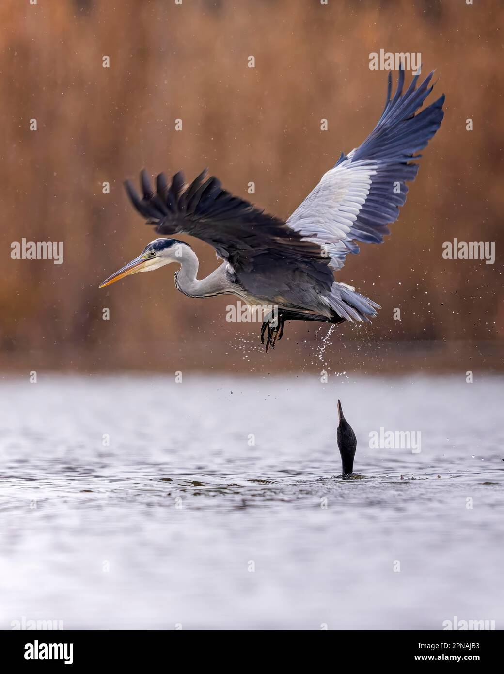 Grey heron (Ardea cinerea) flying, looking for food, attacked by ...