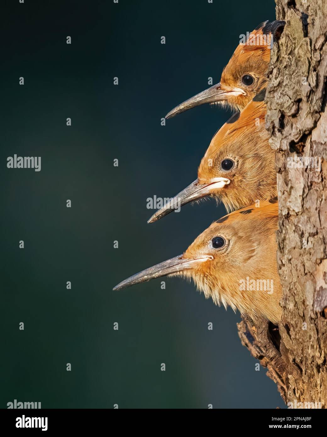 Hoopoe (Upupa epops) three young birds feeding, fledged, looking out of ...