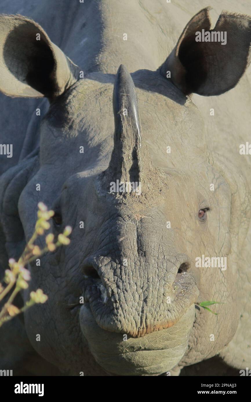 close up of a big male indian rhino or greater one-horned rhinoceros ...