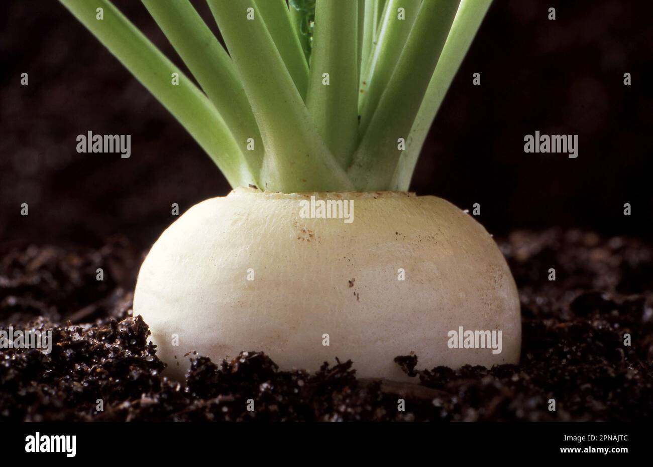 JAPANESE TURNIPS 'TOKYO CROSS' (BRASSICA RAPA) HYBRID VARIETY GROWING ...