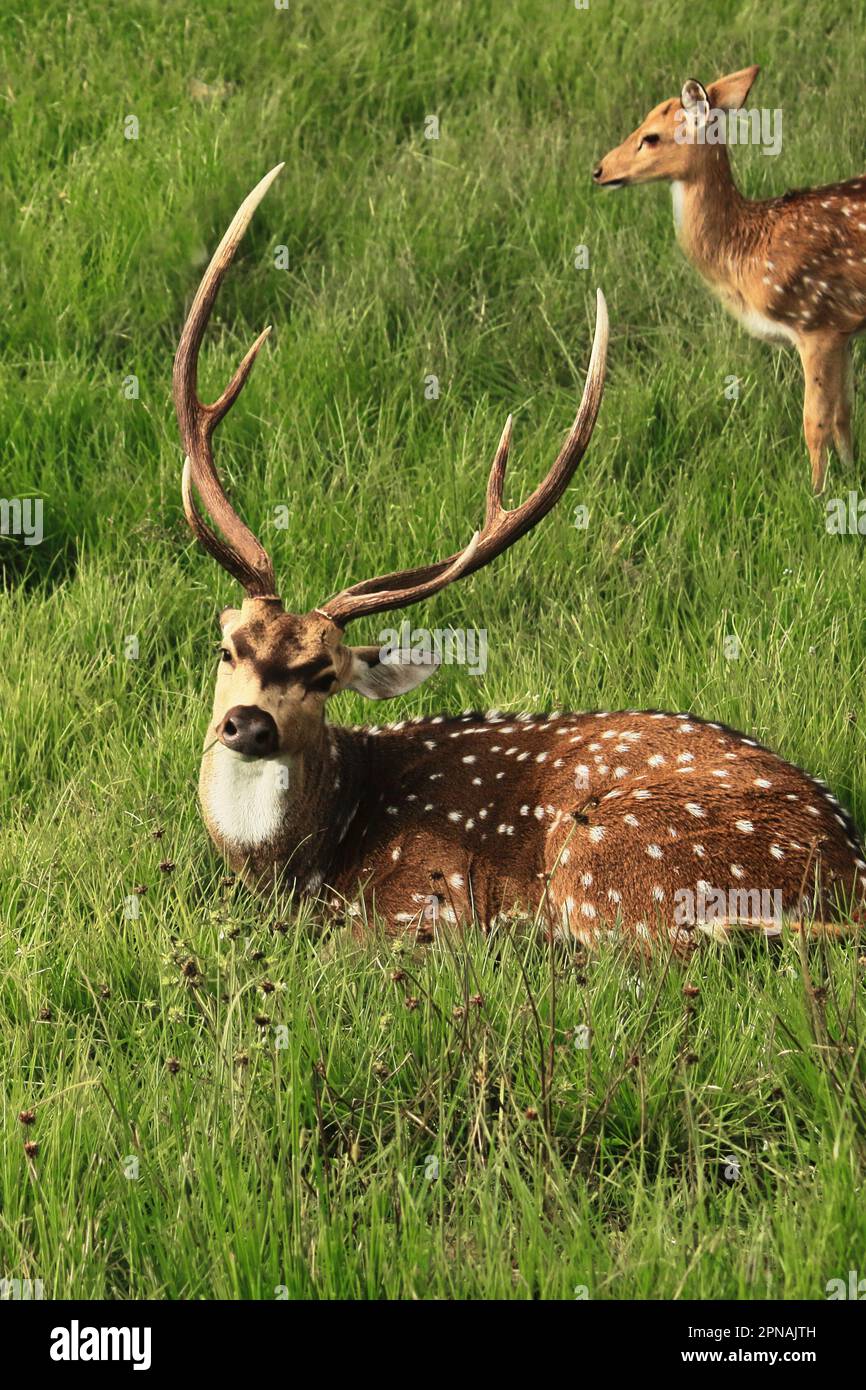 beautiful cheetal or chital deer or spotted deer (axis axis) in ...