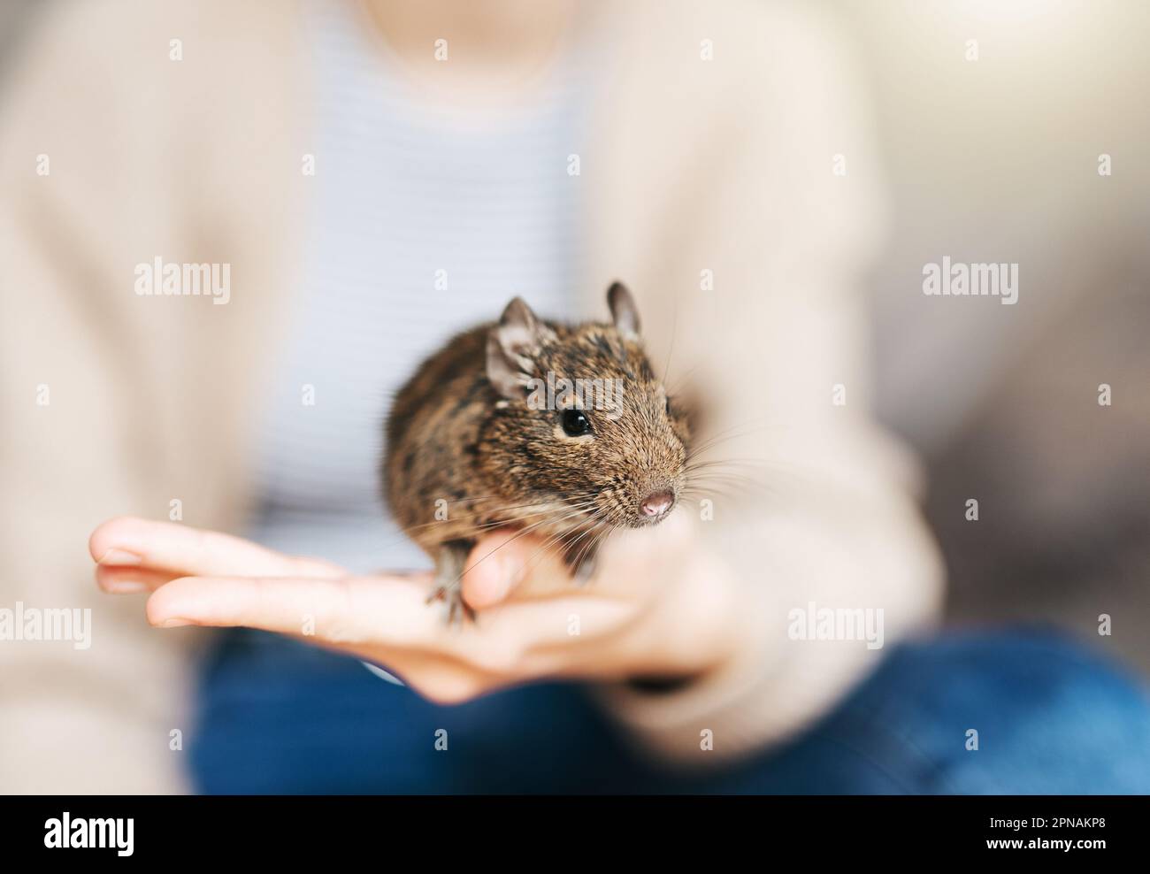 Young girl playing with cute chilean degu squirrel. Cute pet sitting on ...