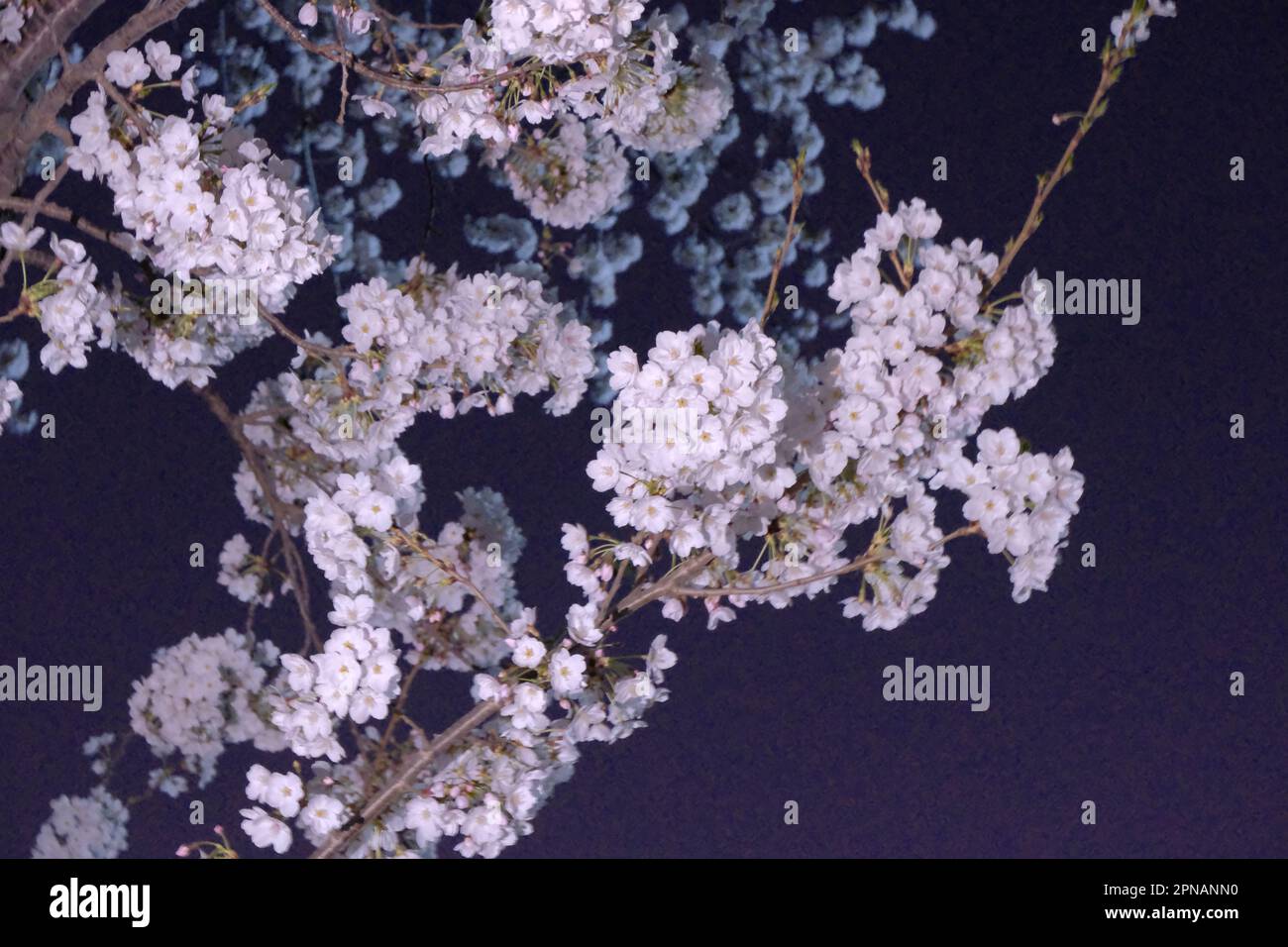 The cherry blossoms bloom quietly at night and are extremely beautiful ...