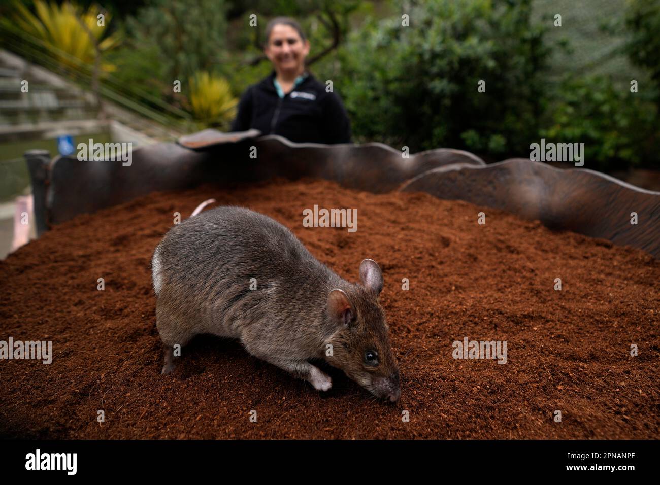 San Diego Zoo wildlife care specialist Lauren Credidio, behind, looks ...