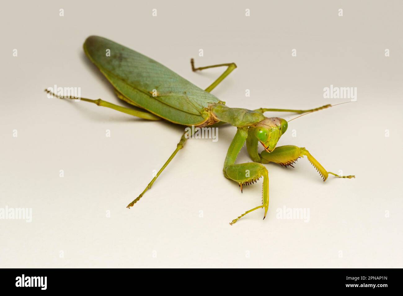 Hierodula ventralis hi-res stock photography and images - Alamy