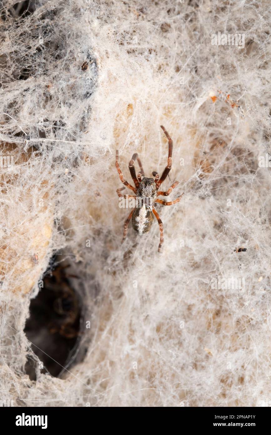 Hunting spider at nest hi-res stock photography and images - Alamy