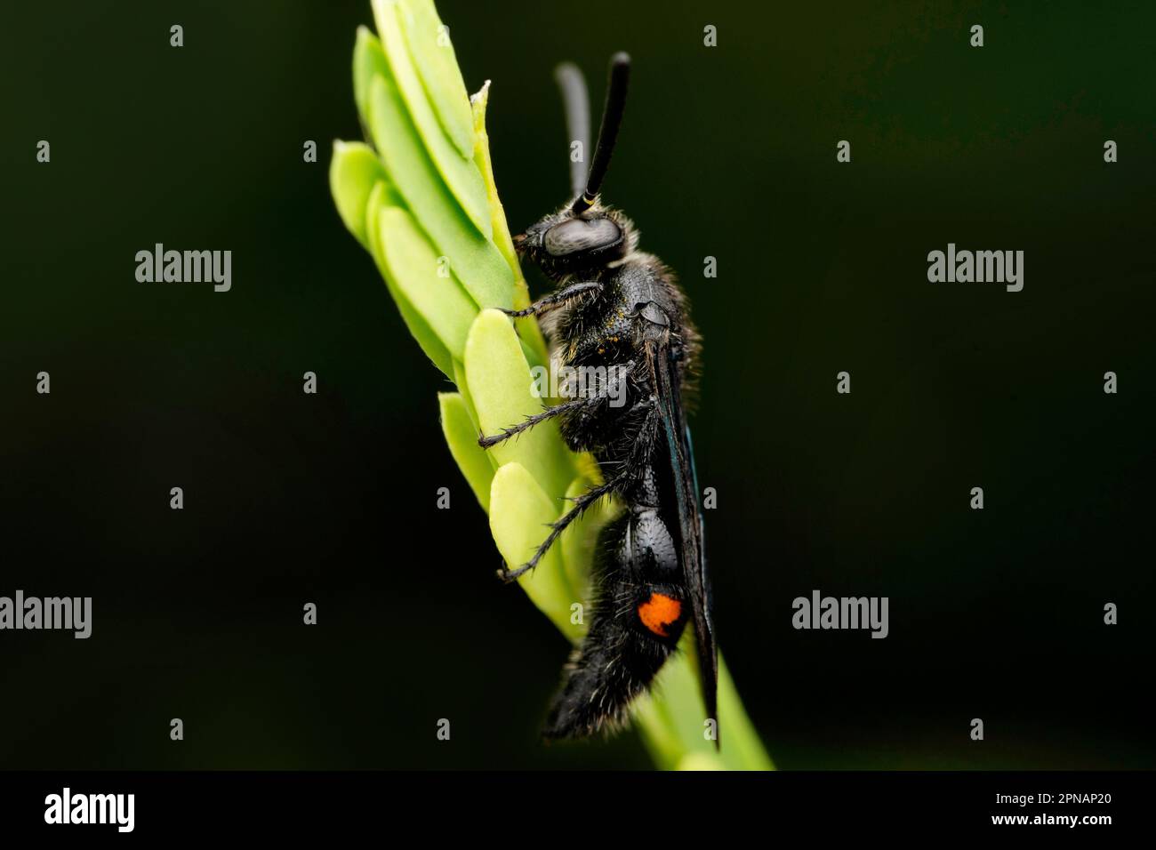 Indian Spider wasp, Pompilus indicus, Satara, Maharashtra, India Stock ...