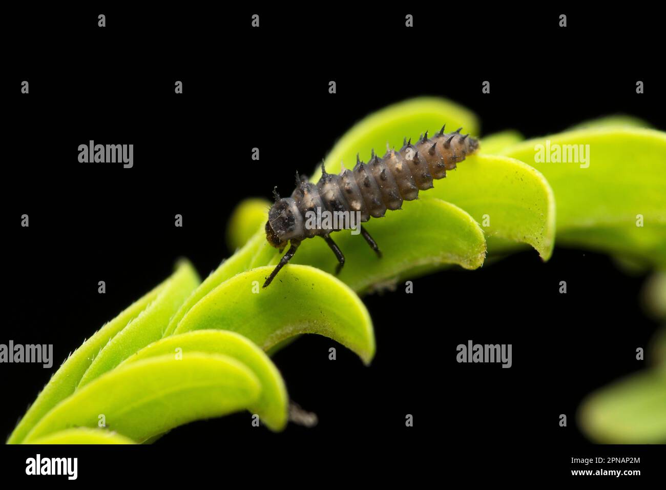 Dorsal of Ladybug nymph, Coccinella transversalis, Satara, Maharashtra ...