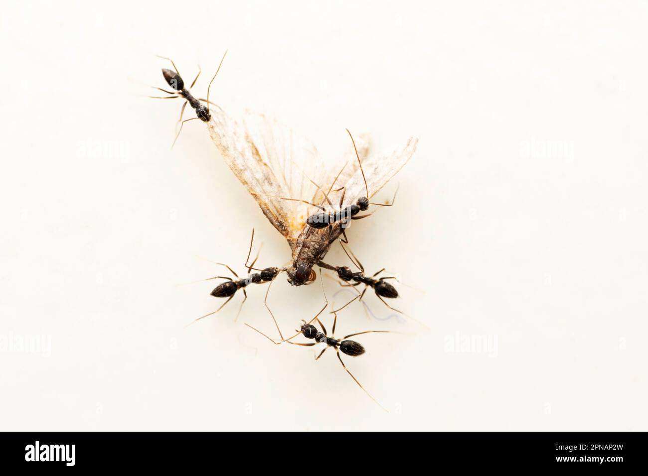 Dorsal of Crazy black ant hunting a moth, Paratrechina longicornis ...