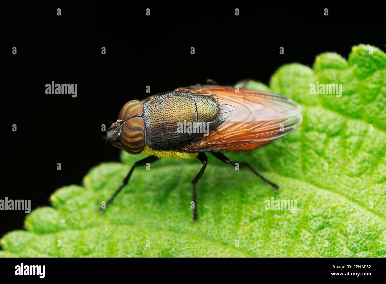 Locust wings isolated hi-res stock photography and images - Alamy