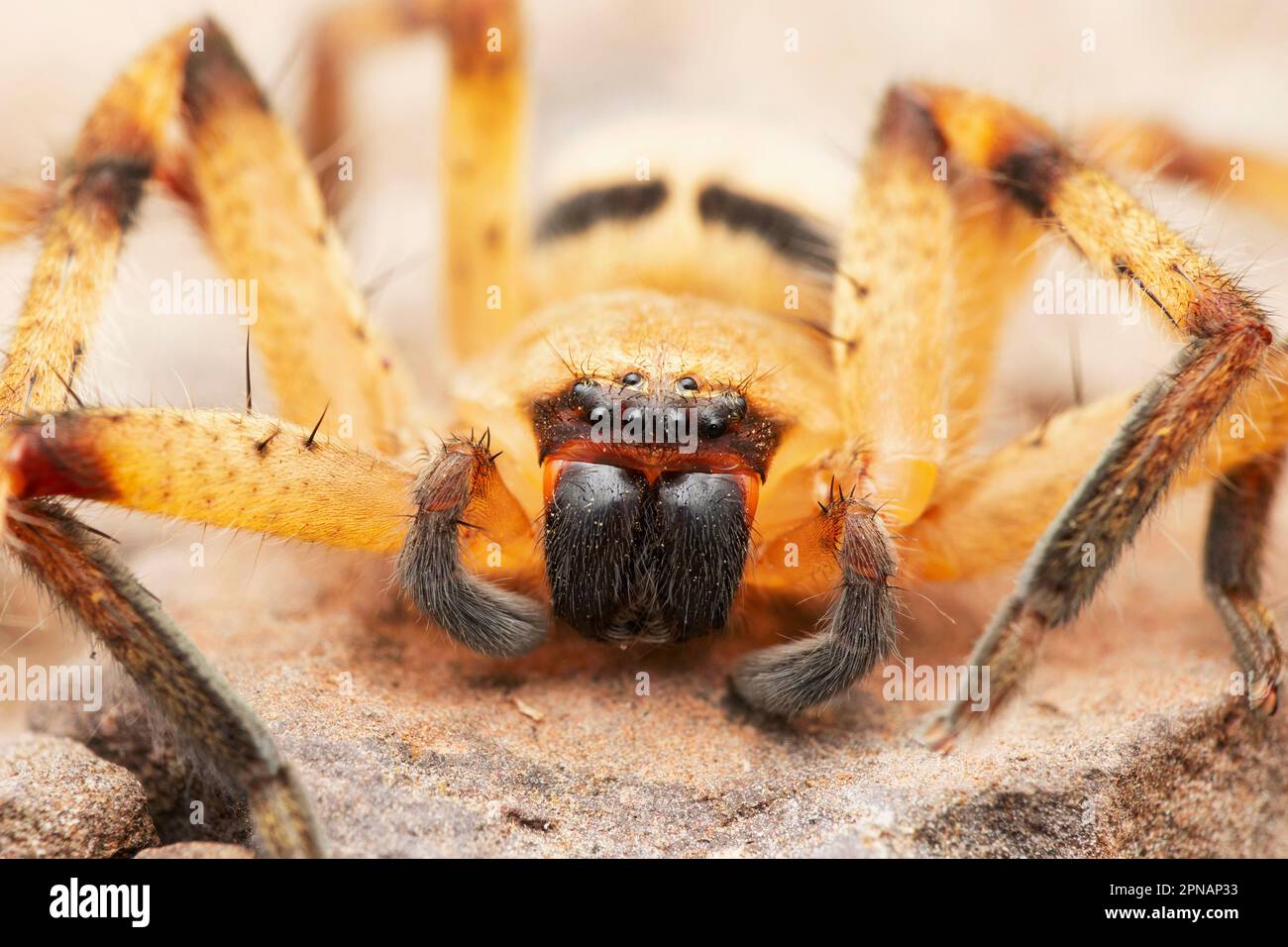 Huntsman spider olios hi-res stock photography and images - Alamy